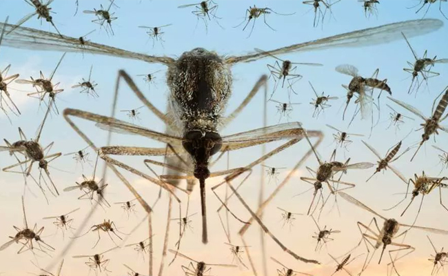 mosquitoes Archives - Great Andhra